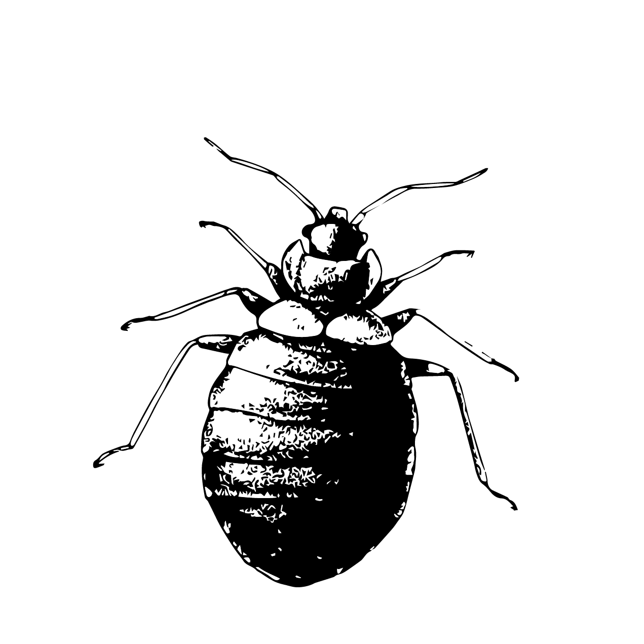 Bed Bug St Lawrence Pest Control Bed Bug St Lawrence Pest Control